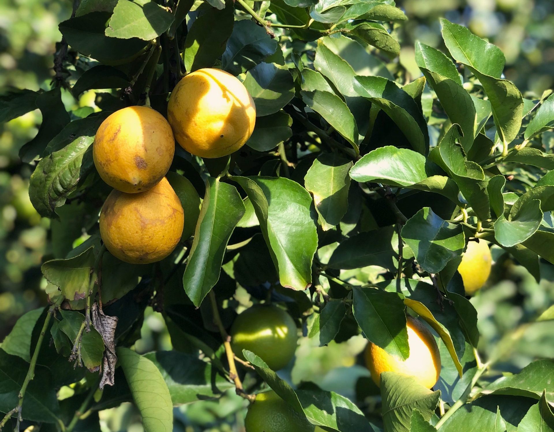 Tracing the juiciest lemons in the world