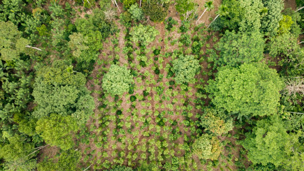 Agroforestry's pivotal role in improving the farming system and ...